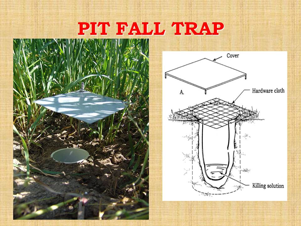 Collection and preservation of insects