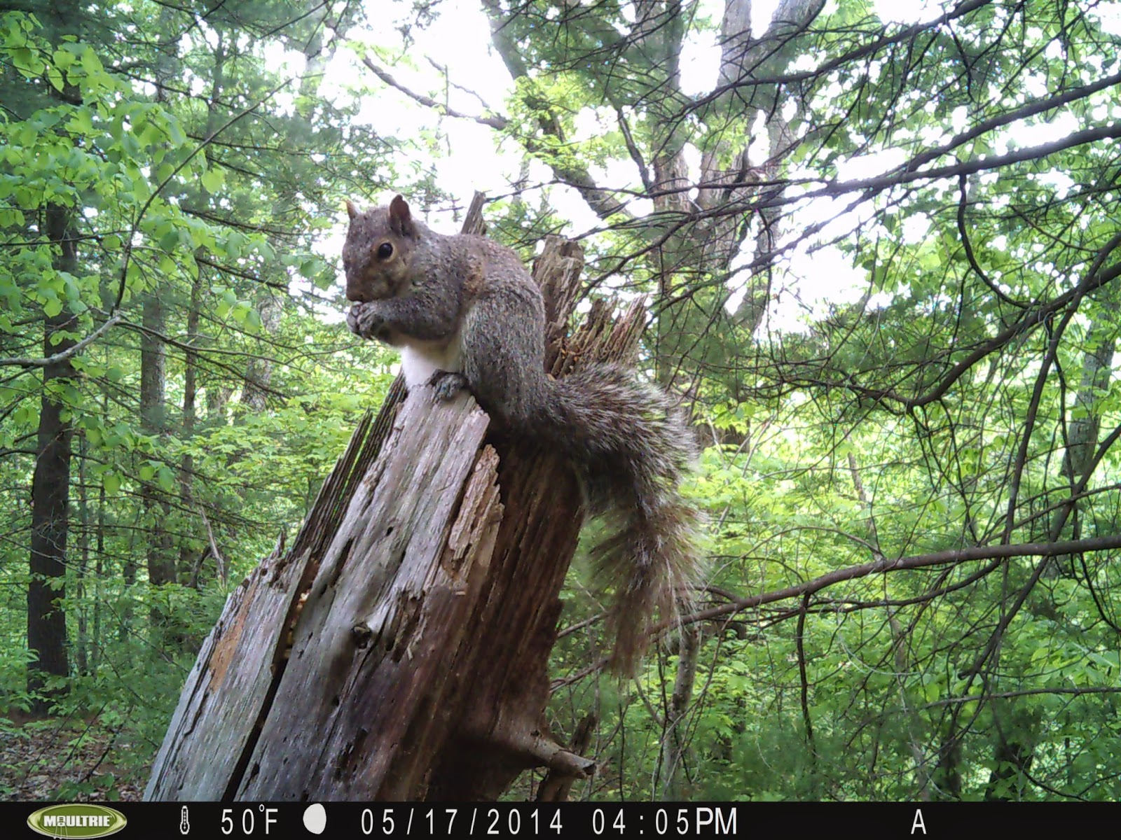 Trail Camera Catch of the Day......: Different Stump Different Day