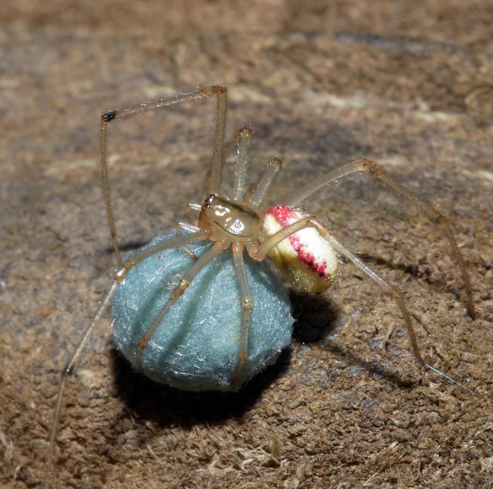 CABINET OF CURIOSITIES: Enoplognatha ovata, the Common Candy-striped spider
