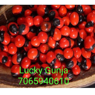Rosary Pea Safed Gunja is Costliest Seed 7065940610
