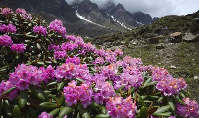 Sikkim flora and fauna