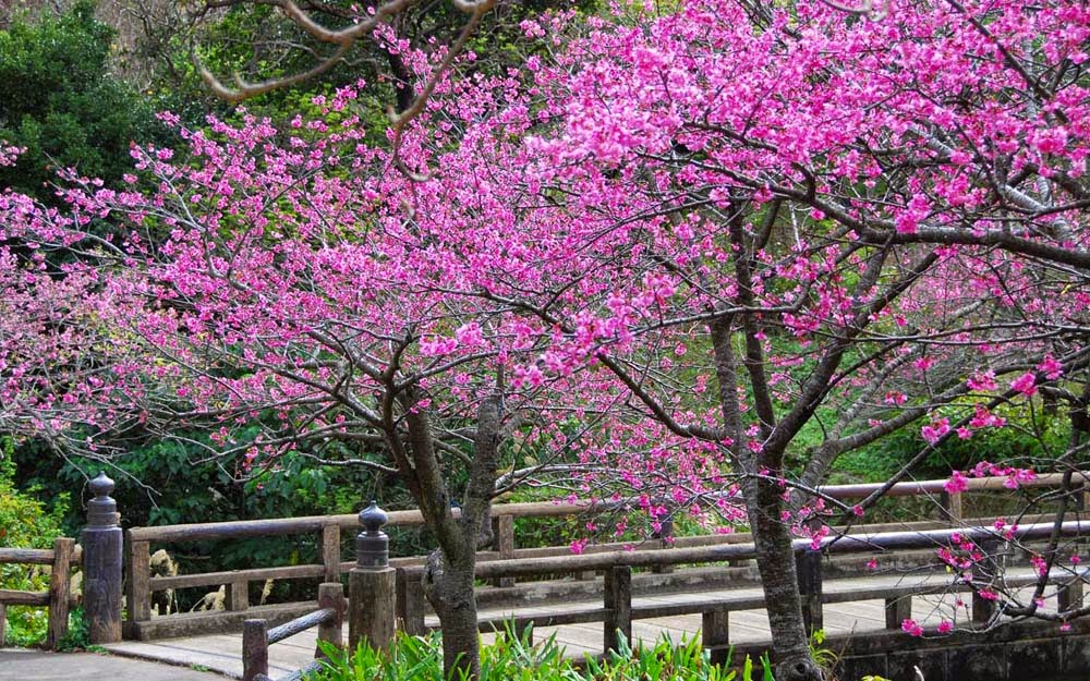 Kumpulan Gambar Bunga Sakura Pilihan, Sangat Cantik dan Indah!:Blog Bunga