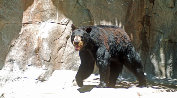 Explore Missouri: Missouri Black Bear