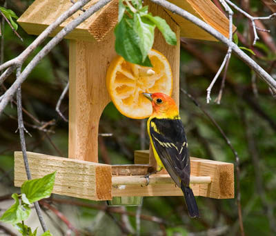 What Birds Eat Oranges? Find Out Below!
