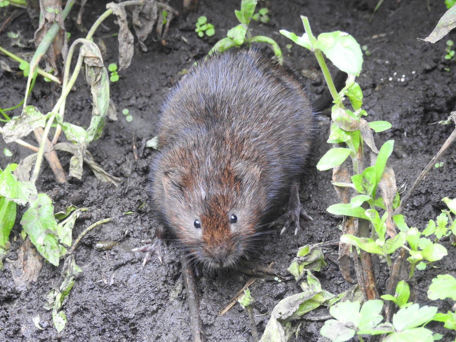 About a Brook: Still Vole Presence at the Back of Tesco