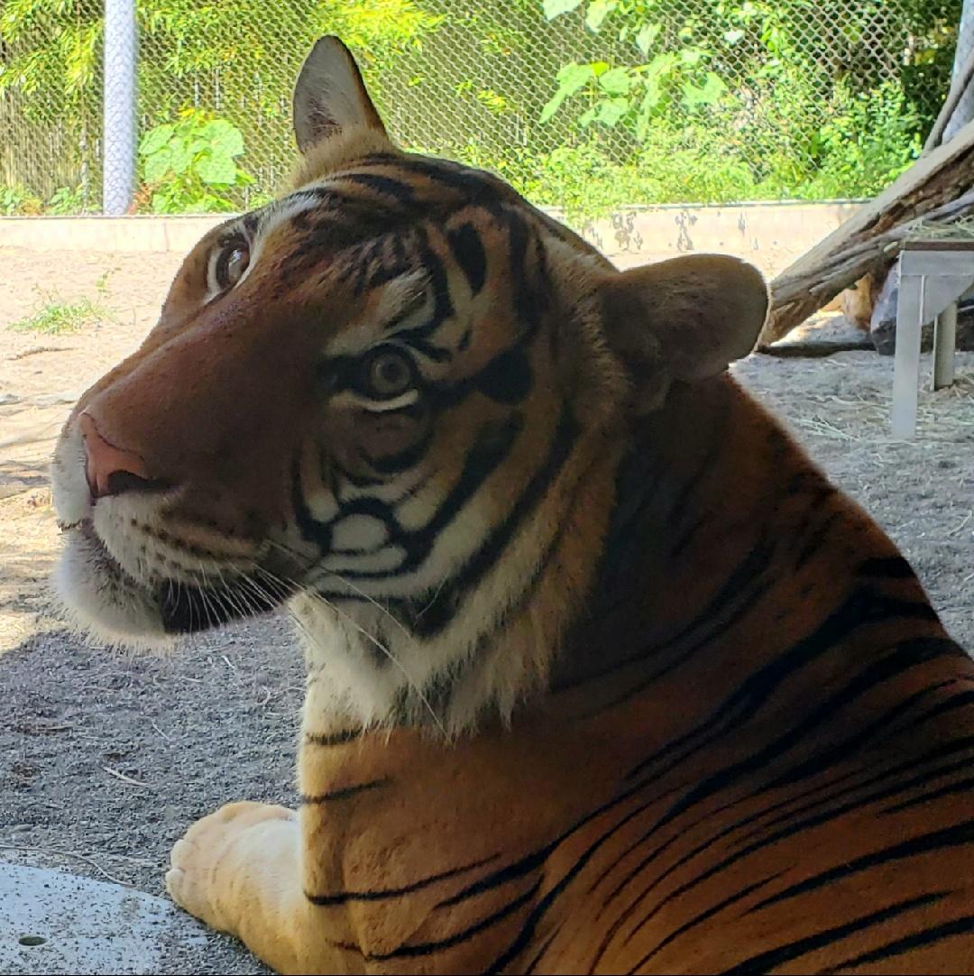 Get to know Malayan tiger Bumi on Global Tiger Day