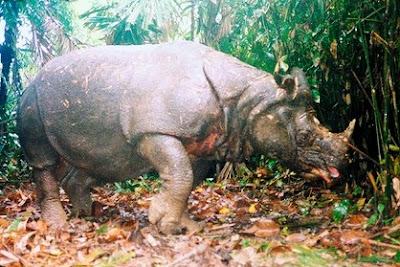 indonesia warna warni: Badak Jawa (Badak Bercula Satu)
