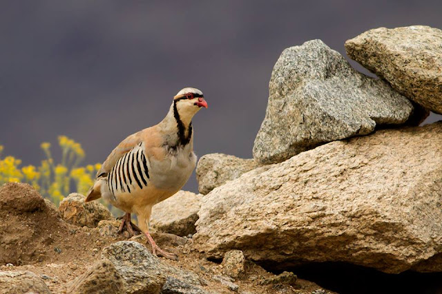 Birding India: Chukar Partridge