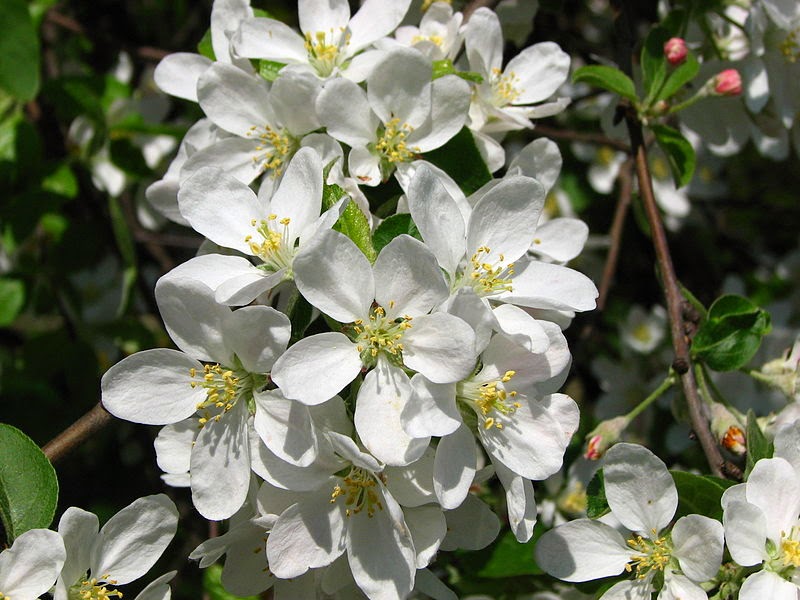 Flowers: Malus (Apple blossom)
