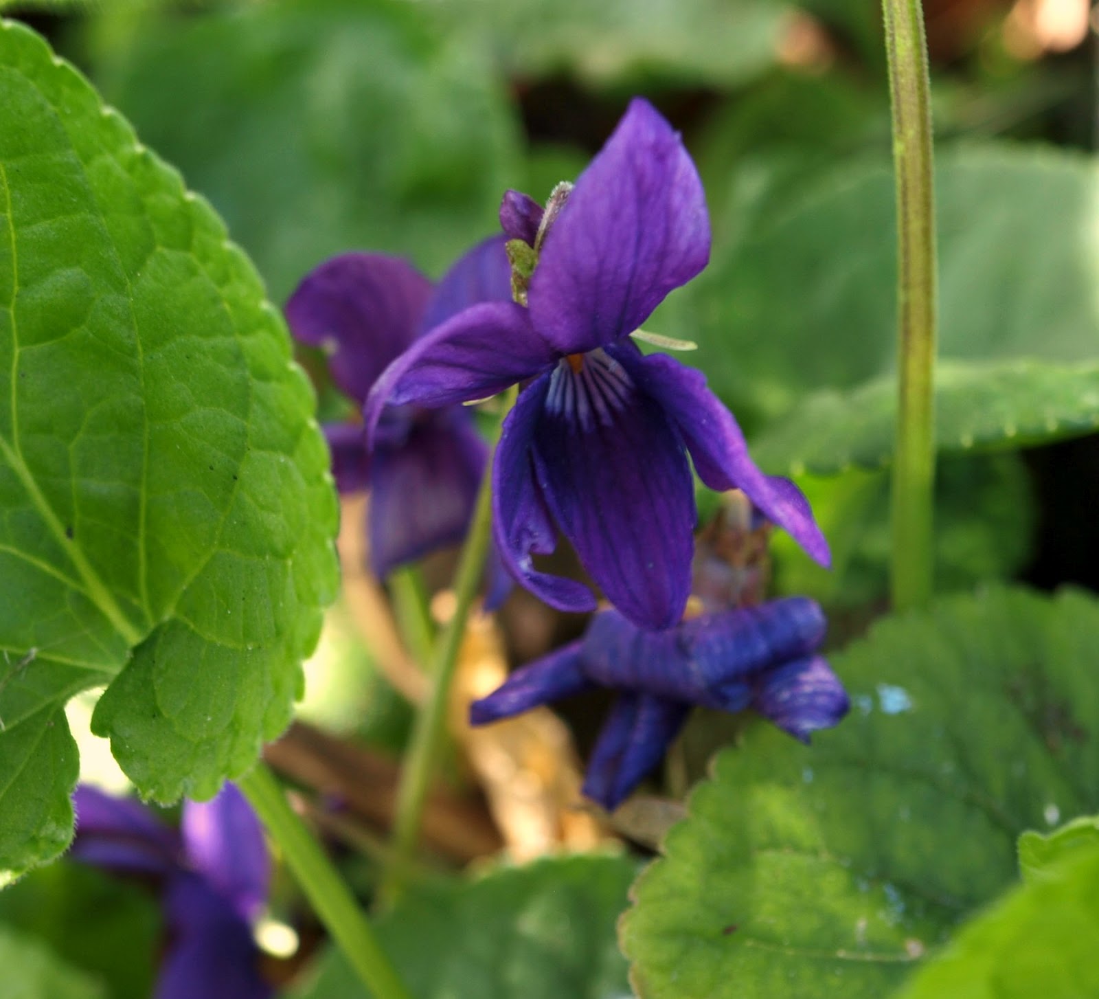 Mark's Veg Plot: Some "mundane" beauties