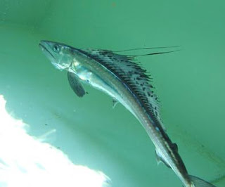 Species Lancetfish | Animals In The World