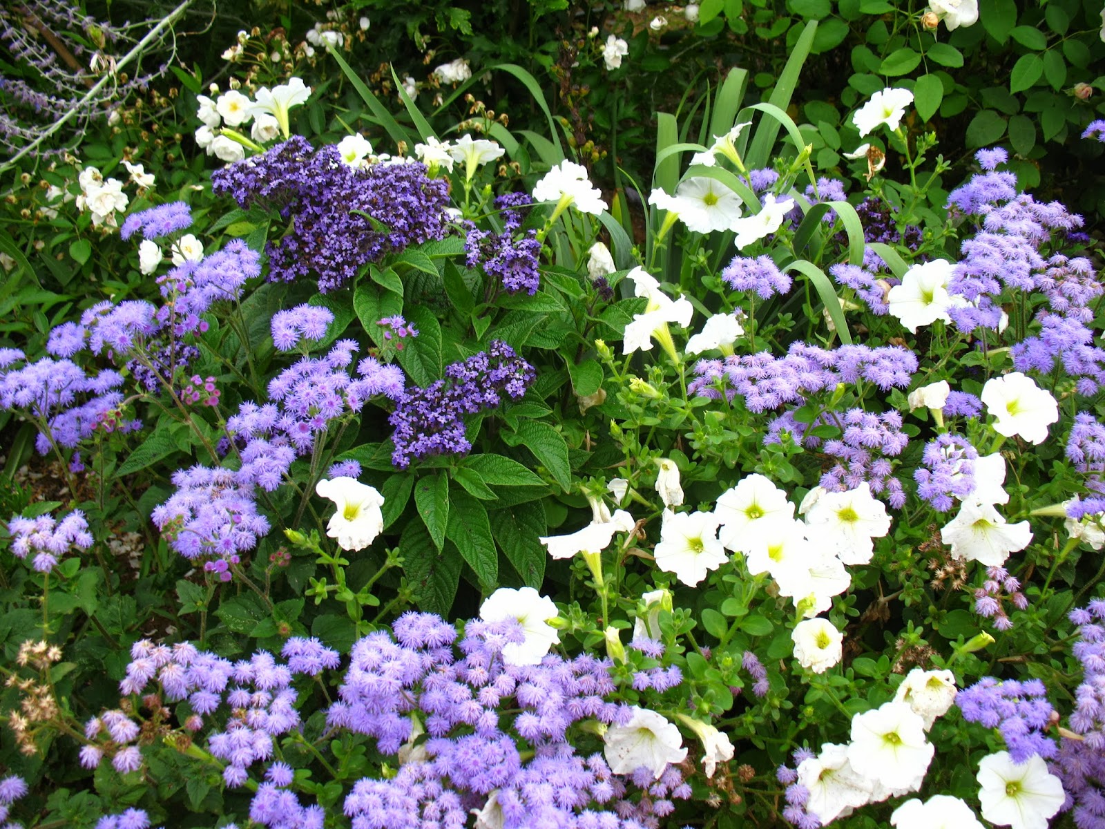 Roses du jardin Chêneland: Héliotrope "Marine"