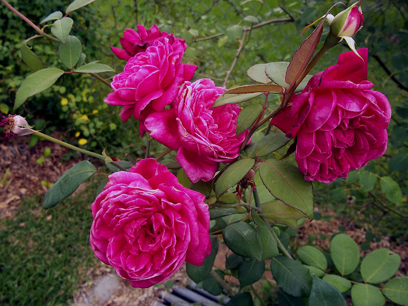 Davy's Louisiana Gardening Blog: Rose Bloom Clusters