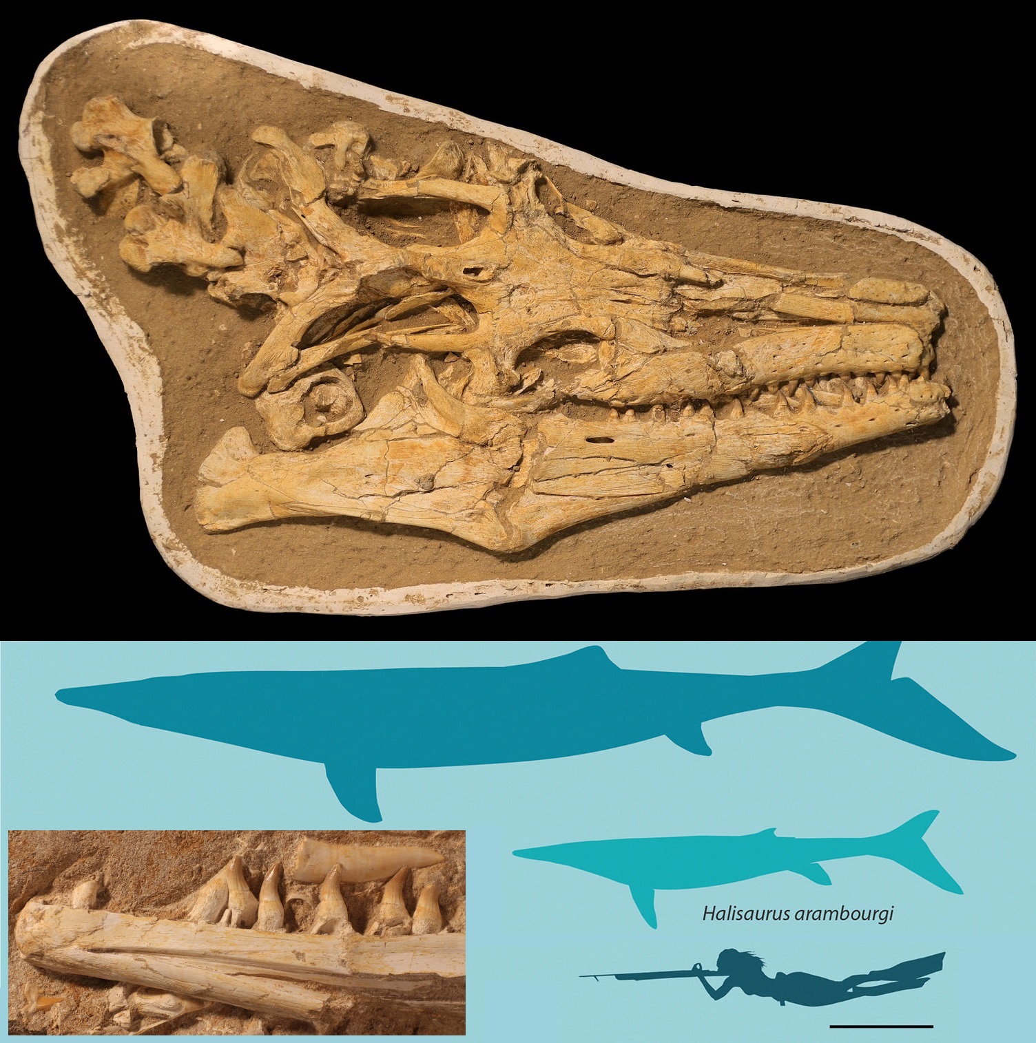 Species New to Science: [Paleontology • 2021] Pluridens serpentis • A ...