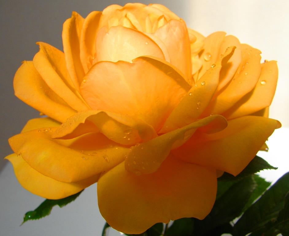 ps-pictureshop: Rose, Roza, hoa hồng, Roses, faqekuq, ruže, roser, roses,