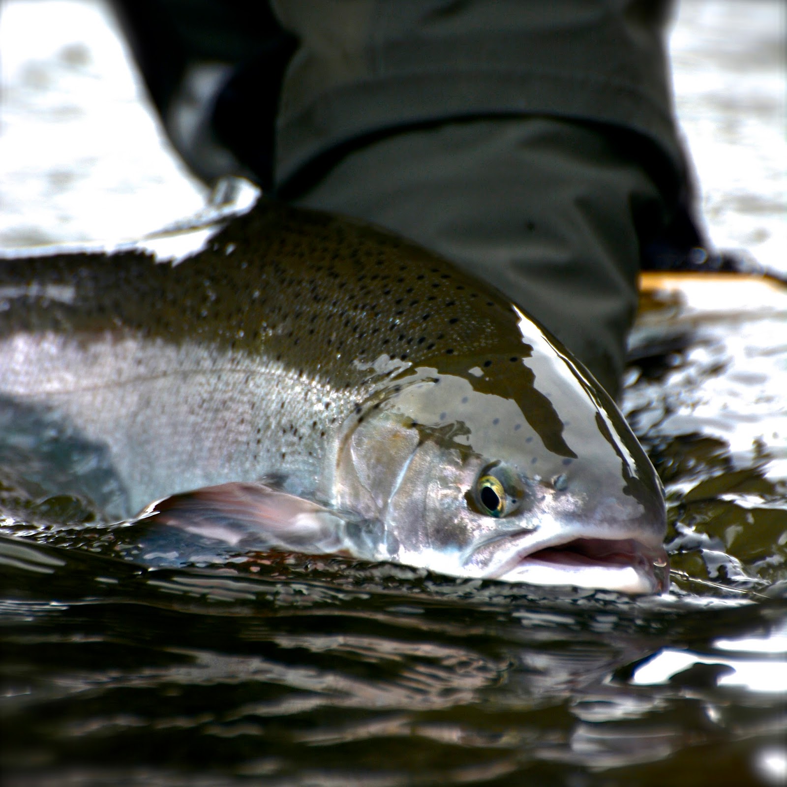 Metalheads: Winter Steelhead - Secrets to Success