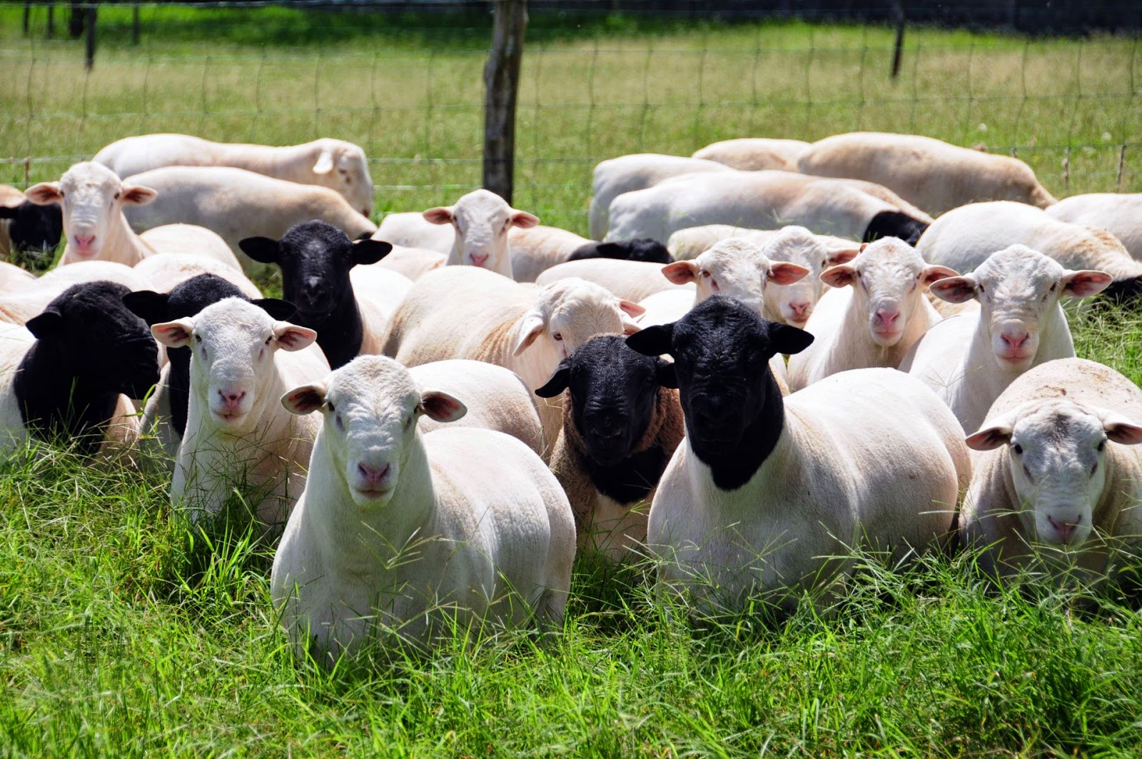 como expandir sua criação de carneiros