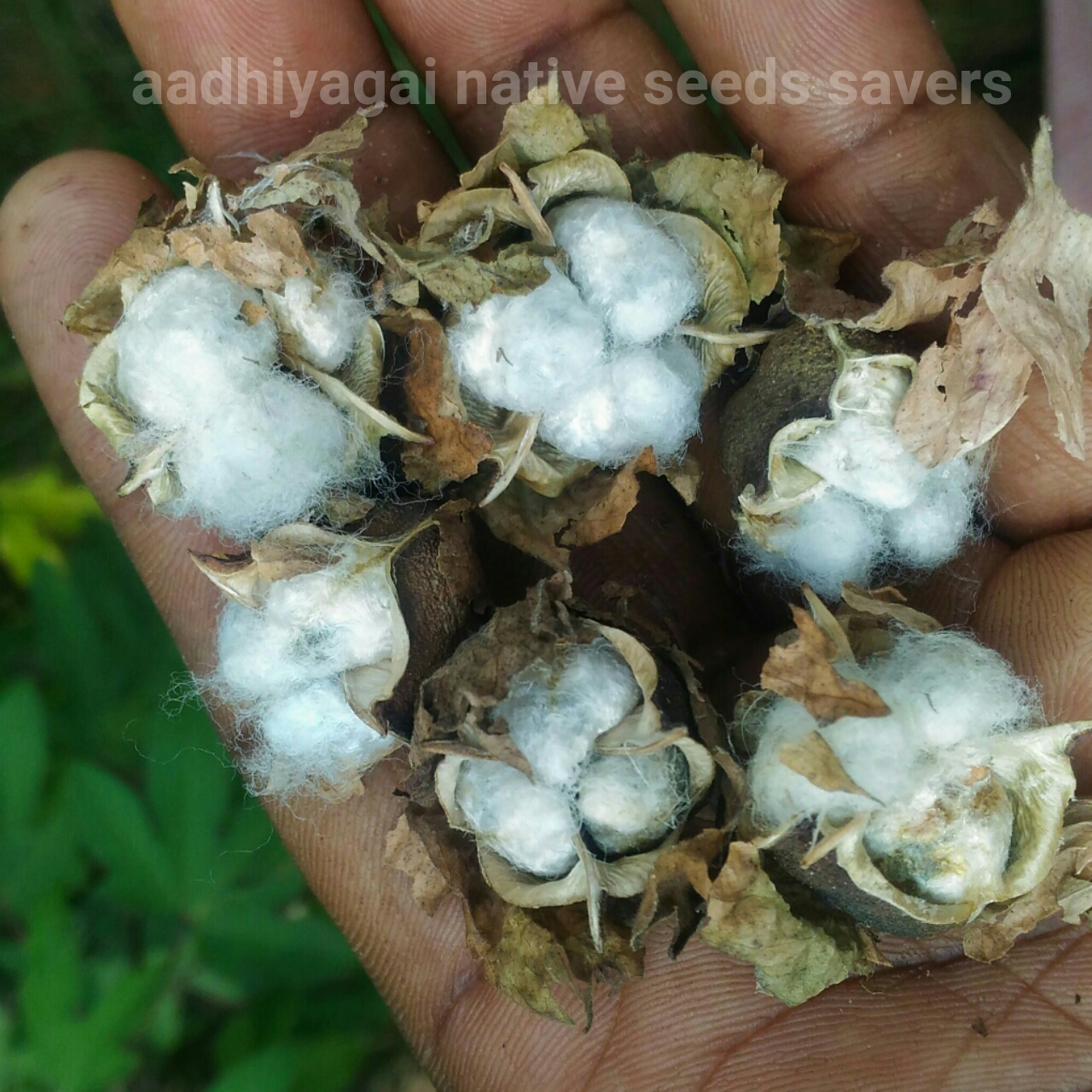 செம்பருத்தி /மர பருத்தி/பல்லாண்டு பருத்தி/native cotton/pernial cotton