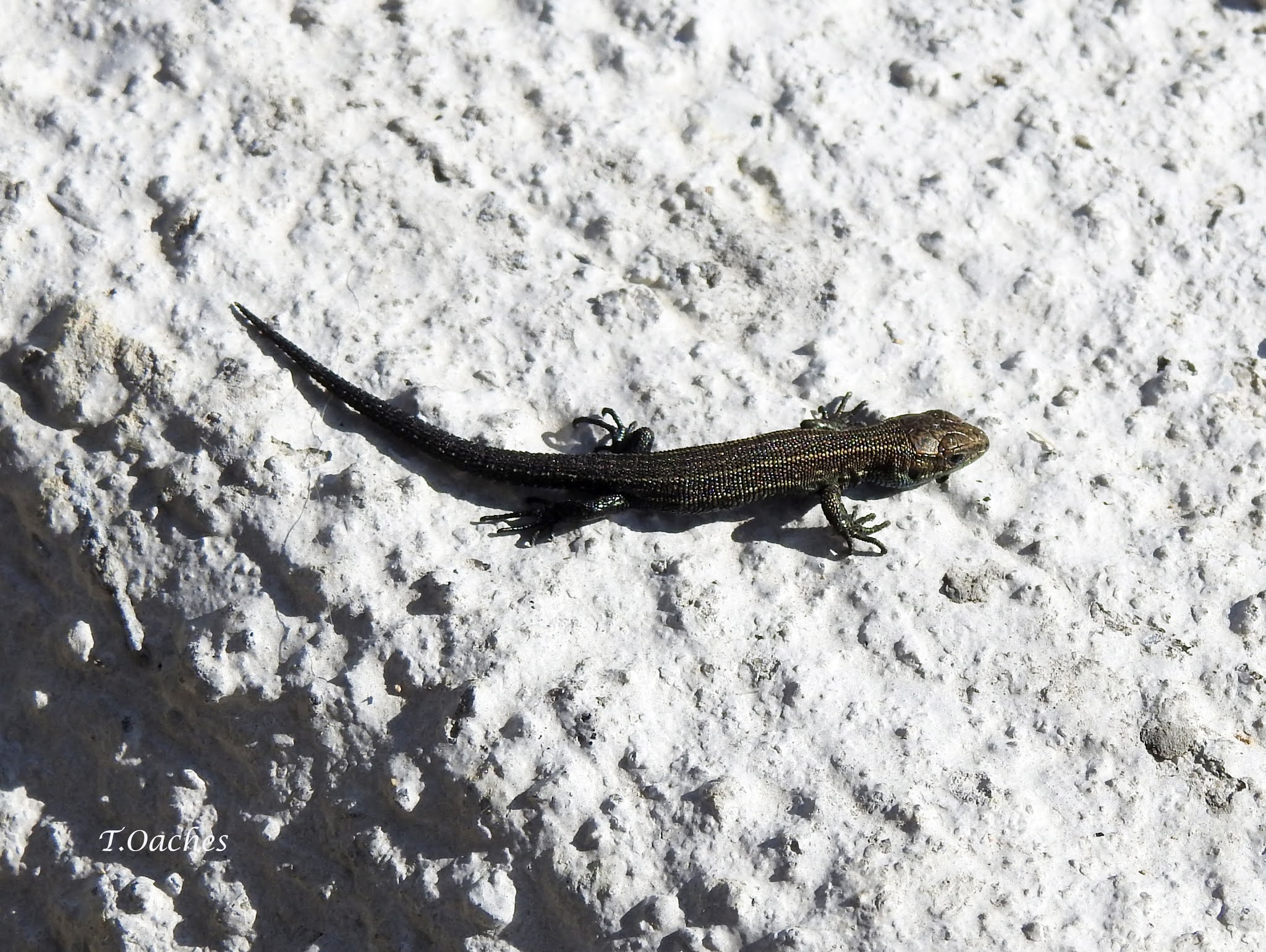 PASARI DIN ROMANIA: REPTILE ( 2 ), Soparle