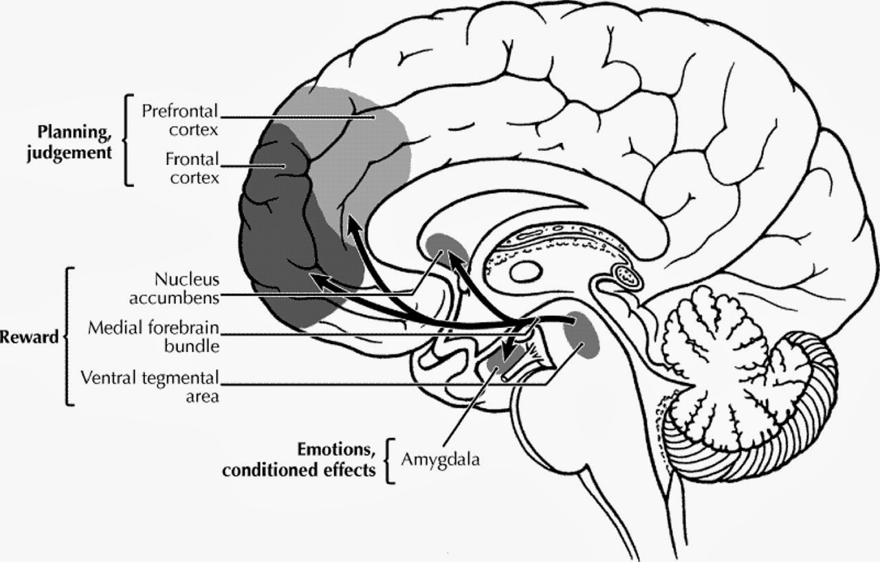 A Layman's Guide to Your Inner Galaxies: A Neuroscience Blog: Dopamine ...