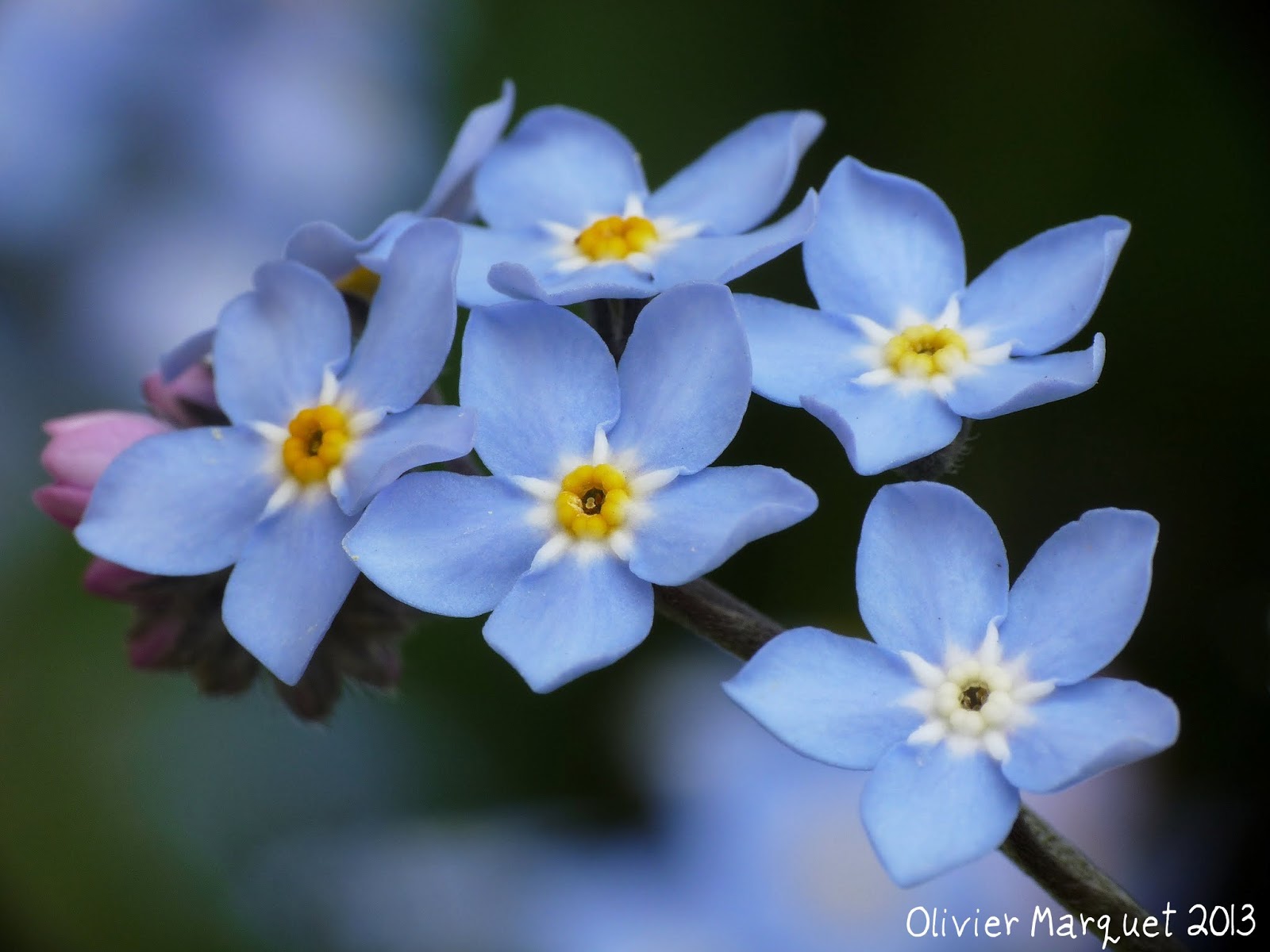 Olivier Marquet Photographies: Fleurs de myosotis du jardin en gros plan