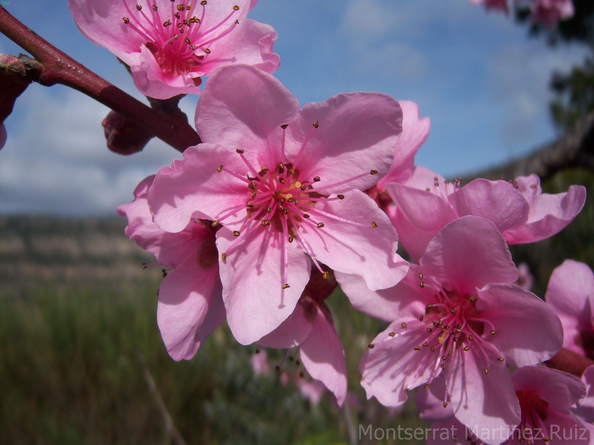 FLOR DE MELOCOTON - BOTÀNIC SERRAT