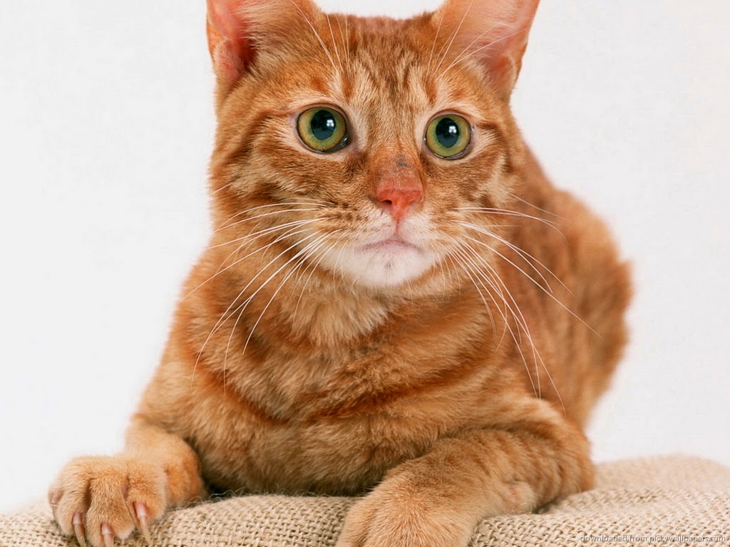 Gatto Love: Razze 3 - Gatto europeo