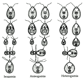 BIOLOGíA: REPRODUCCION SEXUAL - ISOGAMICA