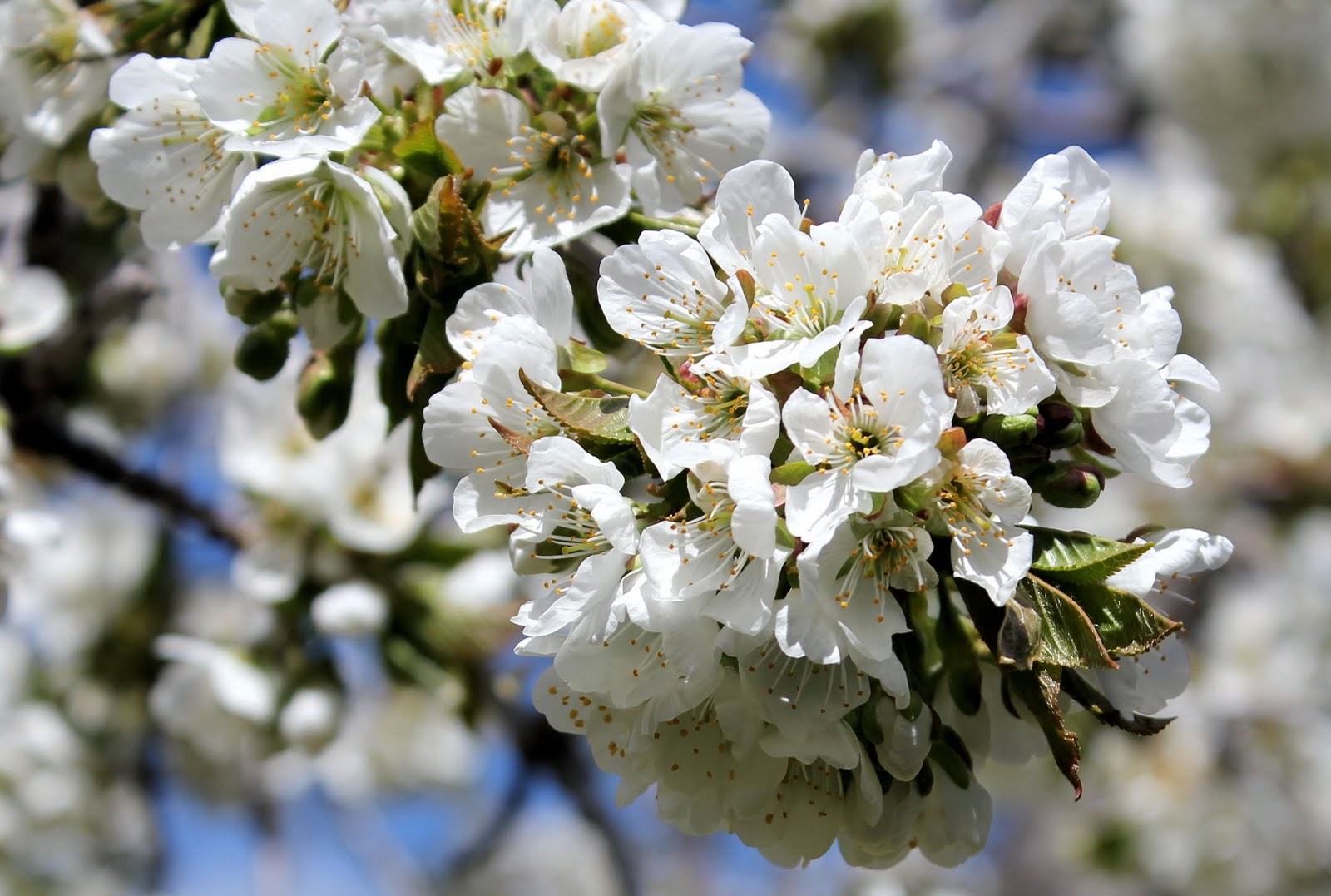 My Mountain Garden Gleanings: Cherry and Plum Trees in Bloom