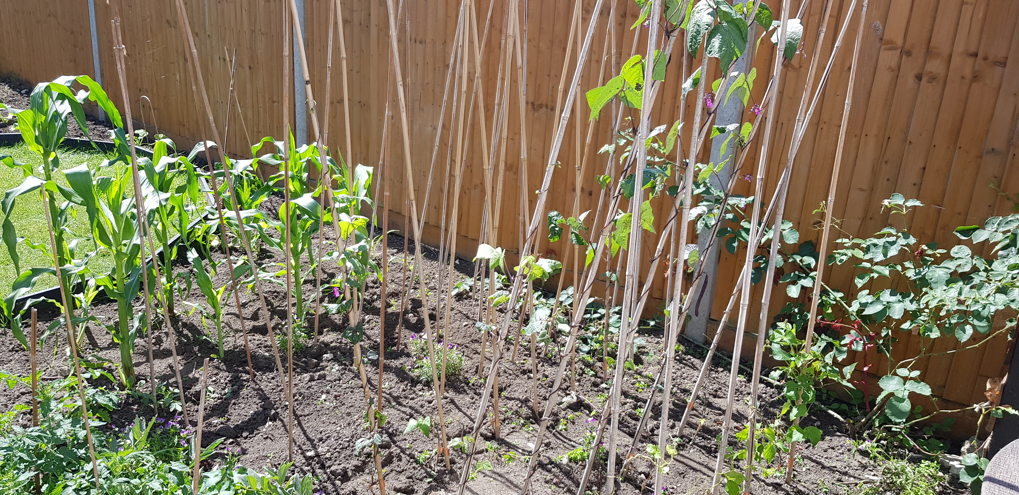 Veg patch from scratch: Relief that the lockdown vegetable garden is ...