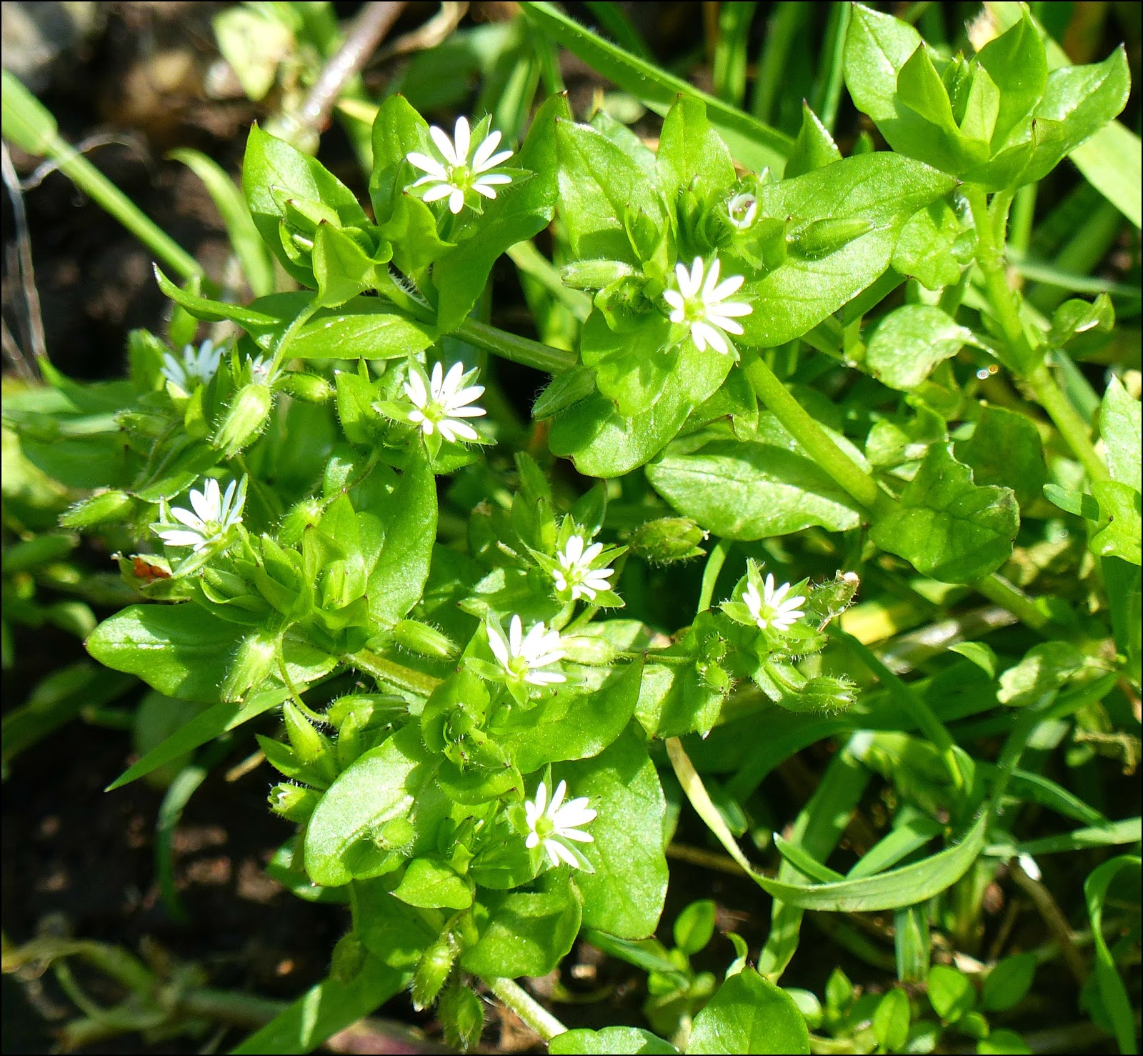 'Our' On-Line Diary: 'Weeds are flowers too, once you get to know them'