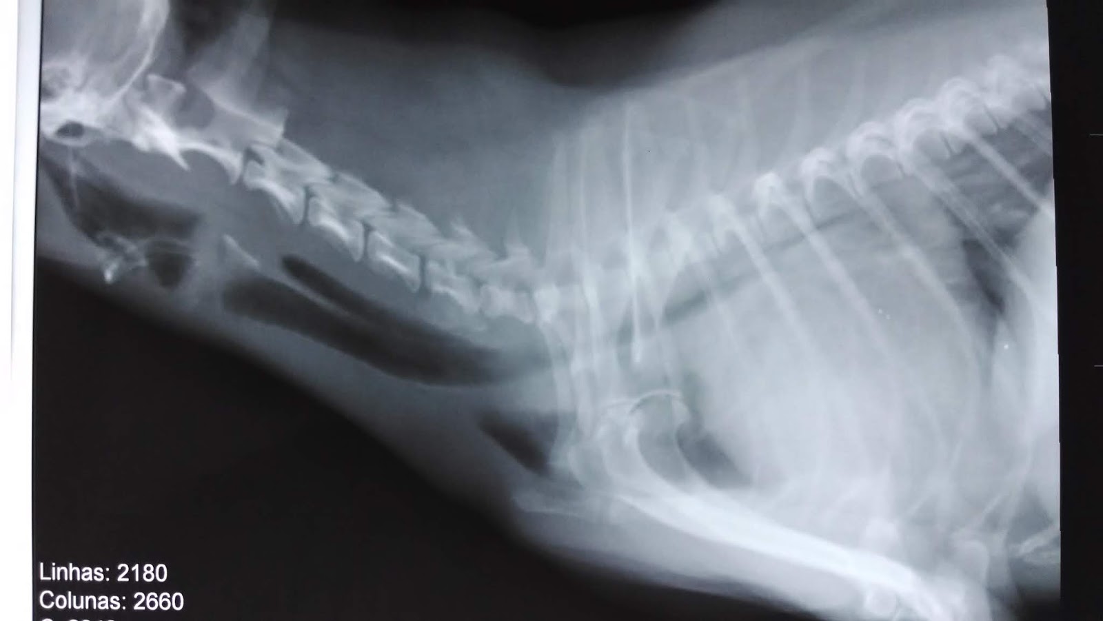 CAVET - Cardiologia Veterinária Prof. Dr. Samuel J. G. Filho: agosto 2019