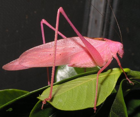 White Wolf : Photos of the Very Rare Pink Katydid