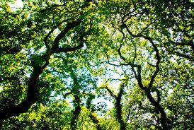 Howard County Residents - Tree Canopy Program