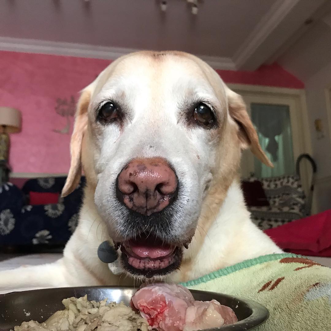 Mad About Labrador Retrievers