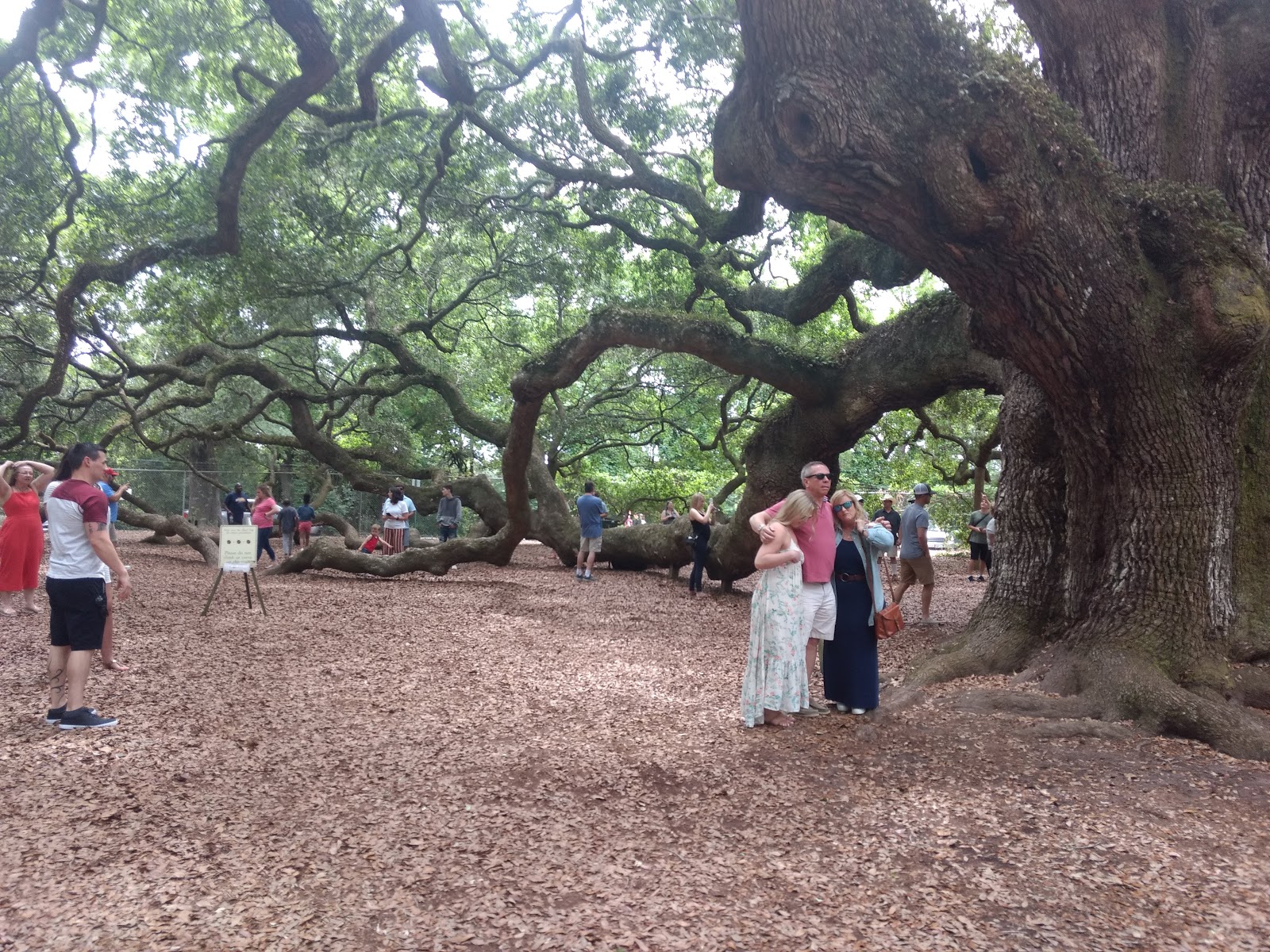 greenmon's folly: May 6 Angel Oak Tree