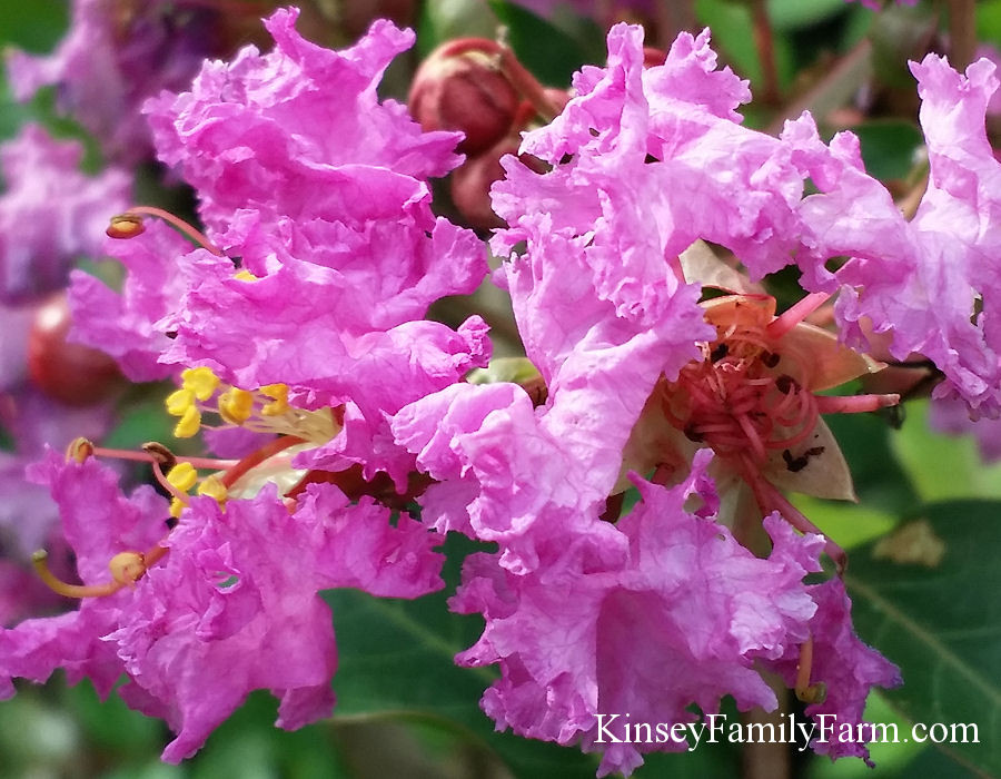 Eagle of Dan: THE MYRTLE TREES OF ISRAEL