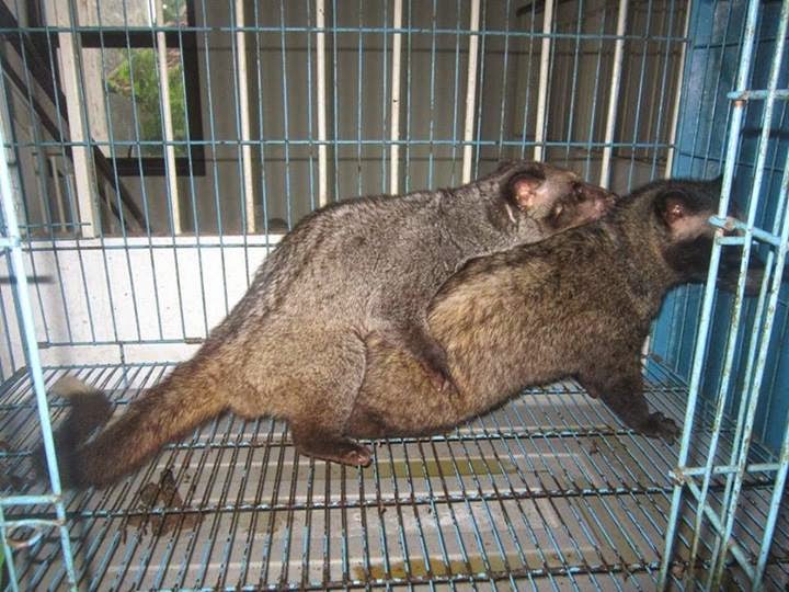 Cara mengkawinkan Musang | Sosialisasi Tentang Musang