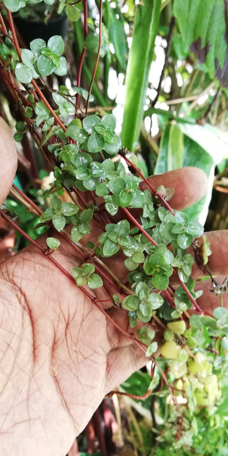 Garden Chronicles of James David: Pilea glauca – Silver Sparkles Plant