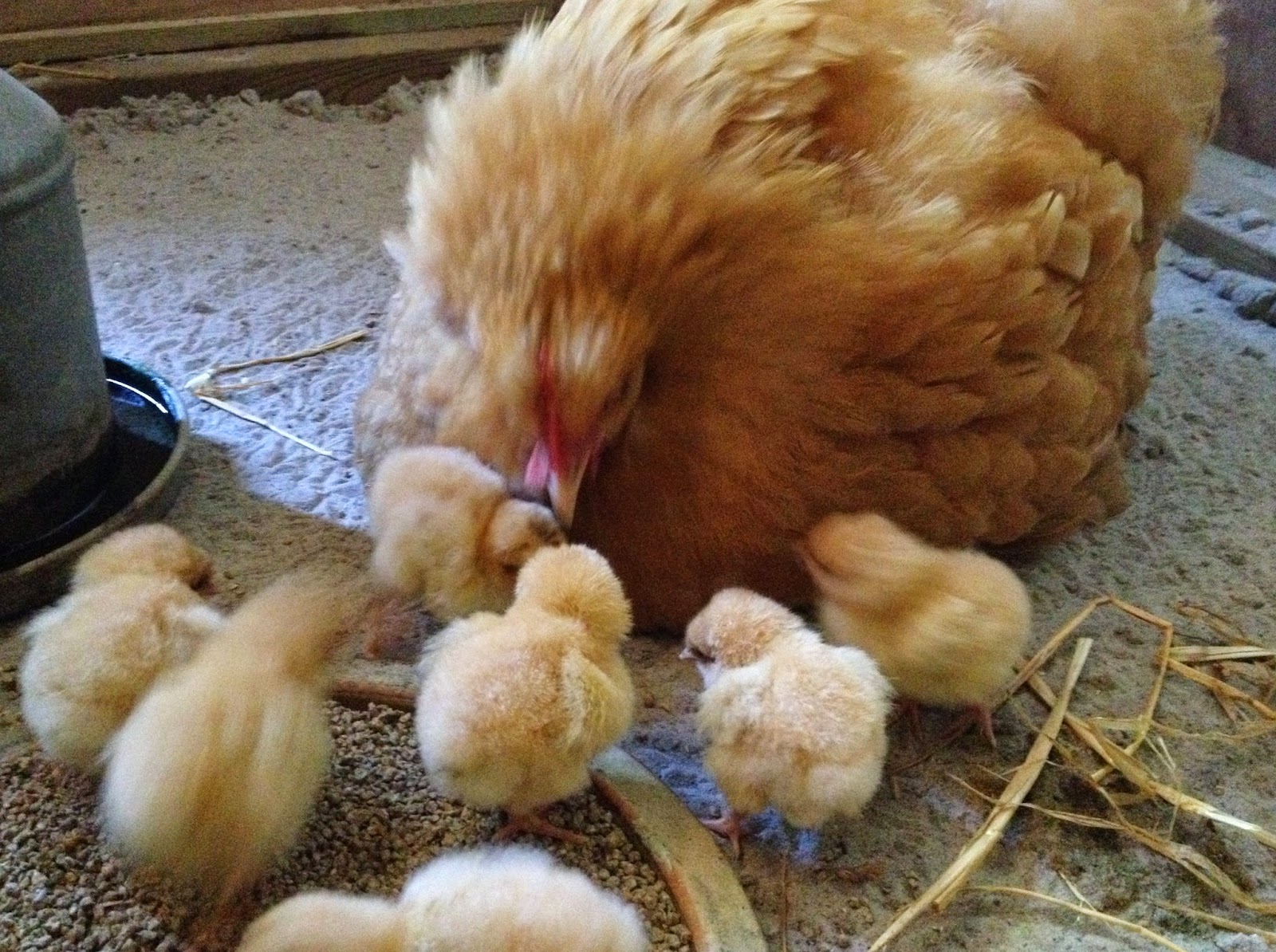 Halager: Vi har fået kyllinger