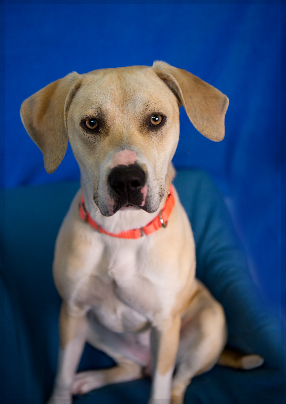 Shelter Dogs of Portland: "PEARL" pretty Yellow Lab mix