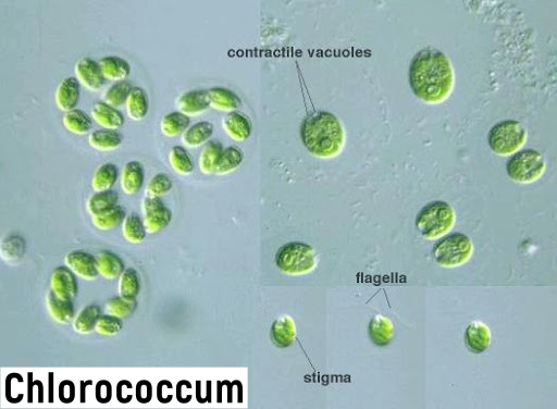 Ciri-cirinya: Tubuh bersel satu, tempat hidup air tawar, bentuk bulat ...