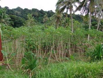 Tongan Tropical Moist Forests: Forest Cover