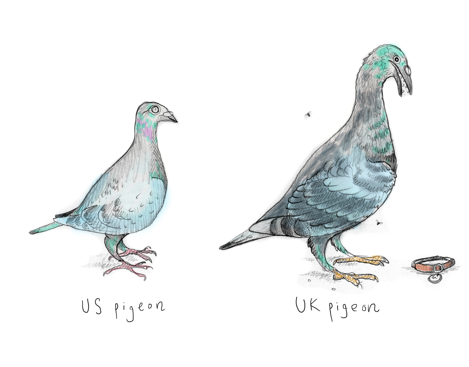 Beware! the Zine: The British Pigeon Menace