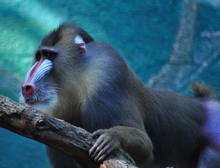 ZOOTOGRAFIANDO (6.100 ANIMALS): MANDRIL / MANDRILL (Mandrillus sphinx)