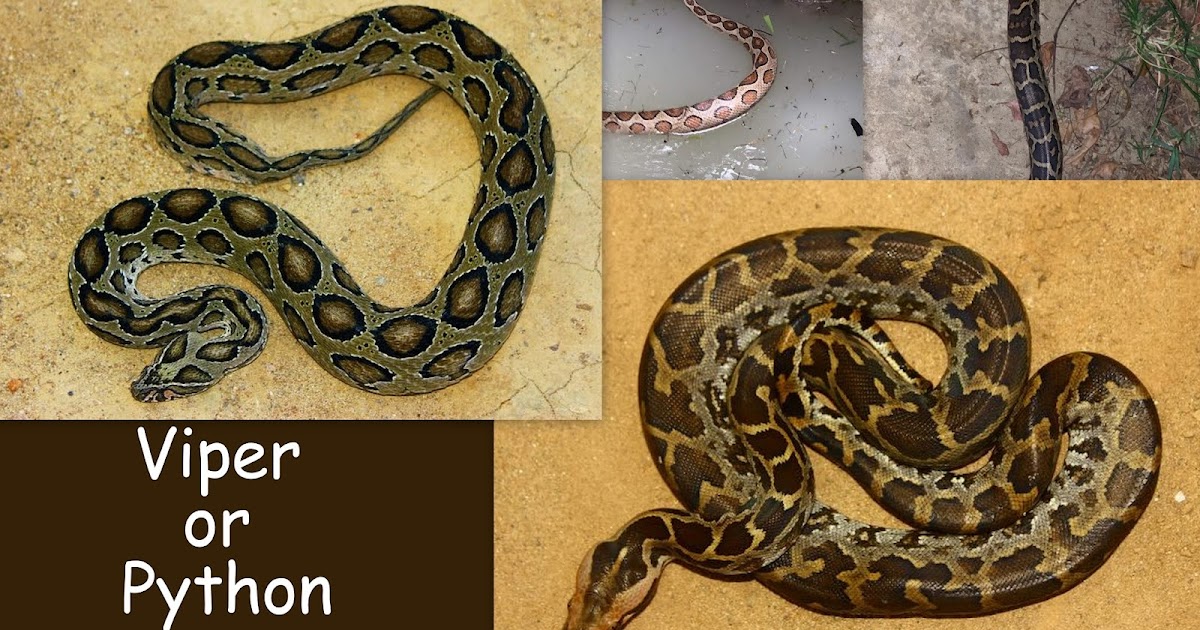 Viper or Python? How to identify venomous Russell's Viper and non ...