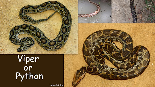 Viper or Python? How to identify venomous Russell's Viper and non ...