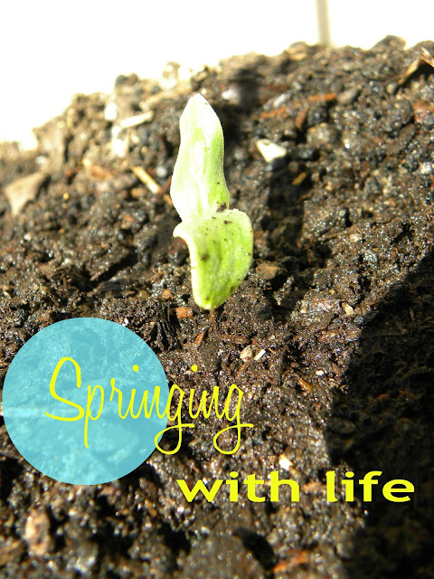 Growing the home: Sprouts