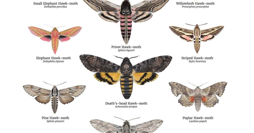 Alans Allotment: Hawk-moth ID Guide