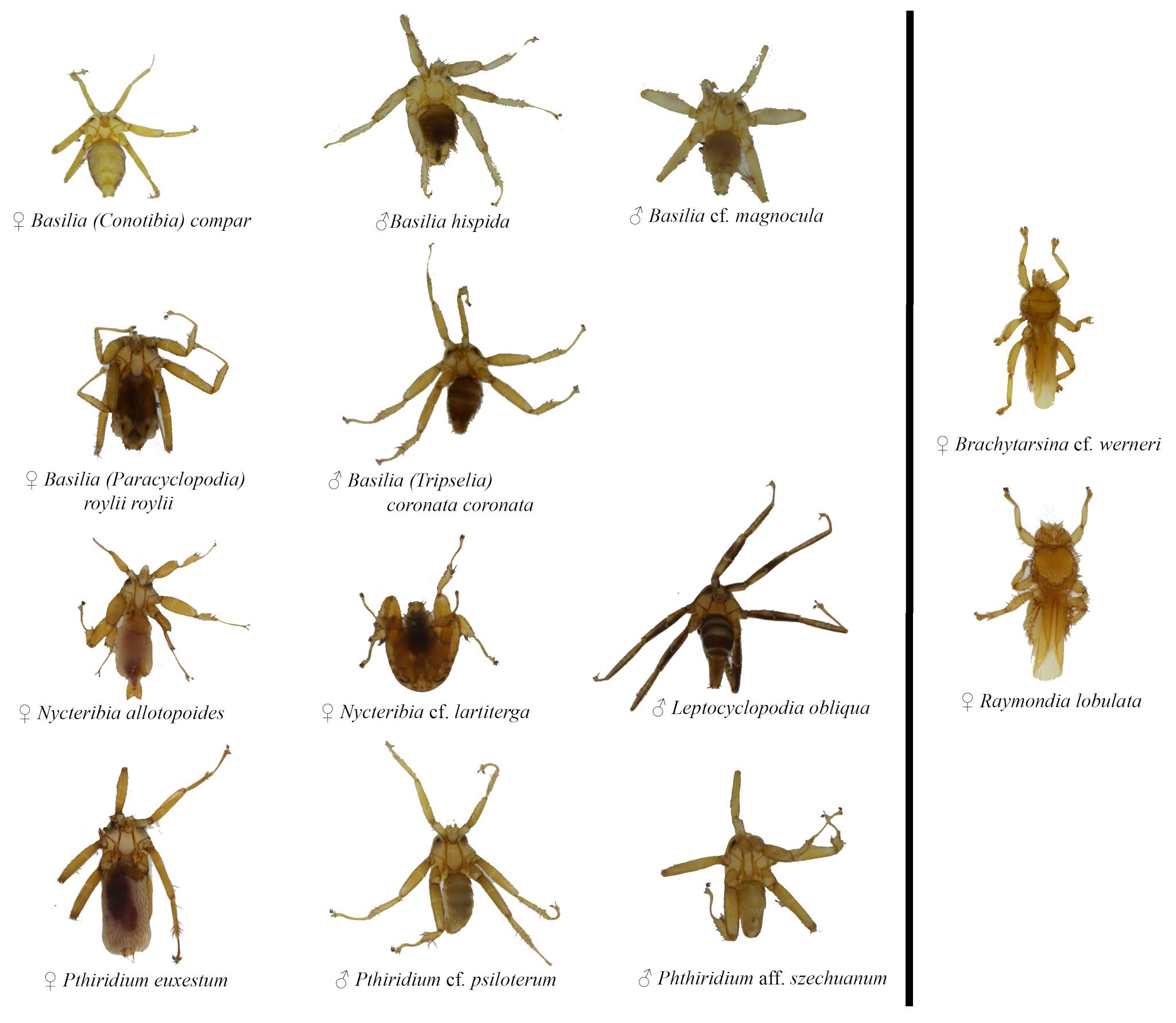 Species New to Science: [Entomology • 2021] A Checklist of Bat Flies ...